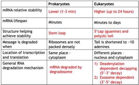 Rna Processing Flashcards Quizlet