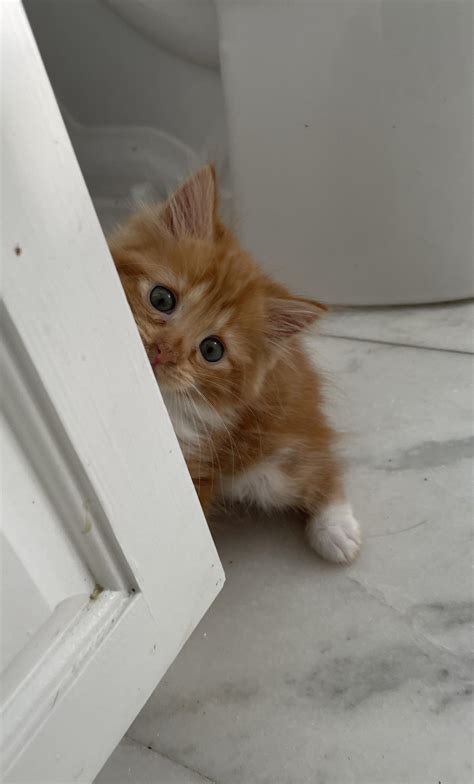 Never Posted Before If I Recall Correctly Cheeto Pic Rcheetothecat