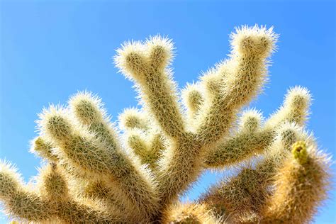 30 Jumping Cholla Facts That May Bite You