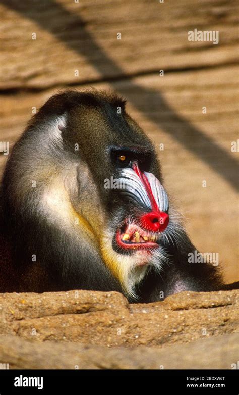 Mandrill Mandrillus Sphinx Snarling Hi Res Stock Photography And Images