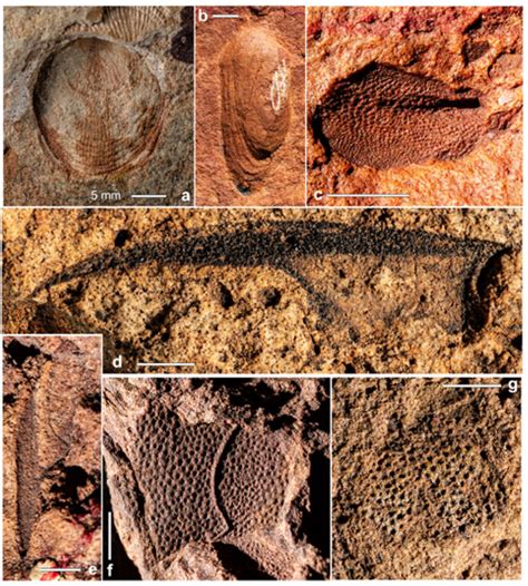 Brachiopod A Bivalve B And Fish Plate C G Fossils From The