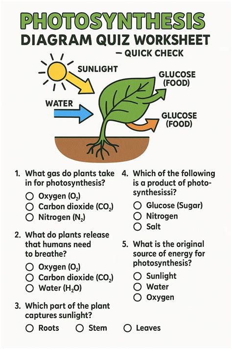 Photosynthesis Diagram Quiz Worksheet Download And Print Now