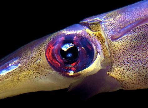 How Big Is Giant Squid Eye At Travis Kimberly Blog