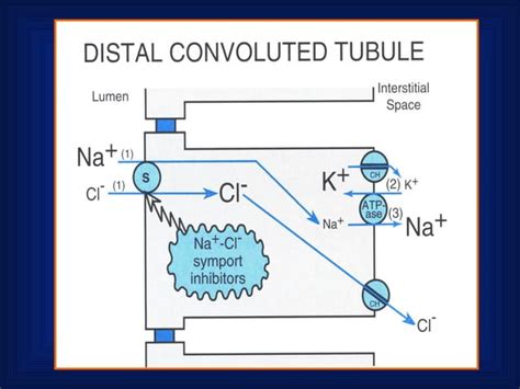 Diuretics How Do They Work Ppt