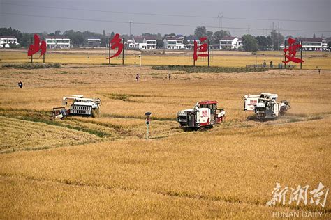 晚稻收割奏响丰收曲 焦点图 乡村振兴 华声在线