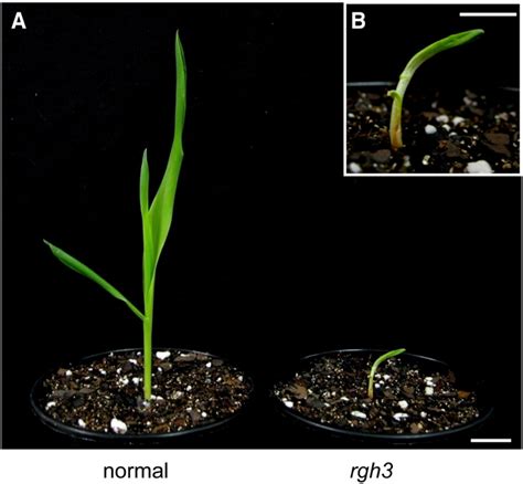 Figure 1 From Maize Rough Endosperm3 Encodes An Rna Splicing Factor Required For Endosperm Cell