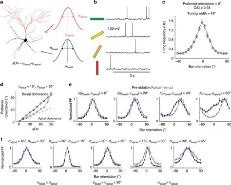 Biophysically Realistic Modeling Of Apical Dendrite Ablation A