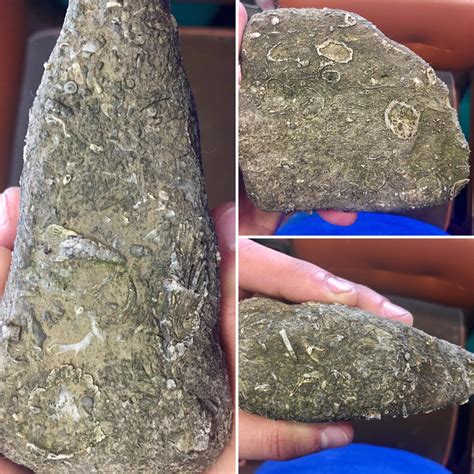 Probably The Best Piece Of Fossiliferous Limestone Ive Found R Geology