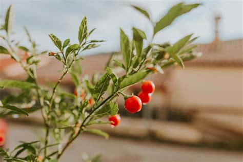 Premium Photo Red Berries
