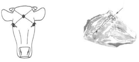 Code Of Welfare Sheep And Beef Cattle NZ Government