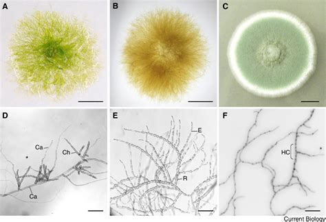 Figure 1 From Design Principles Of Branching Morphogenesis In Filamentous Organisms Semantic