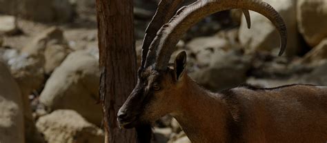 Sindh Ibex Hunting Trips
