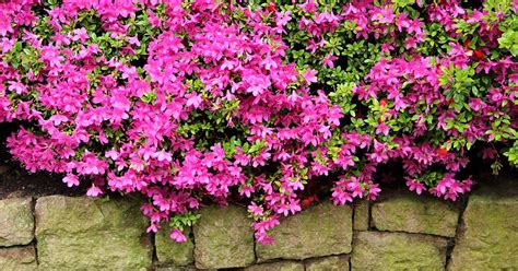 How To Grow And Care For Azaleas