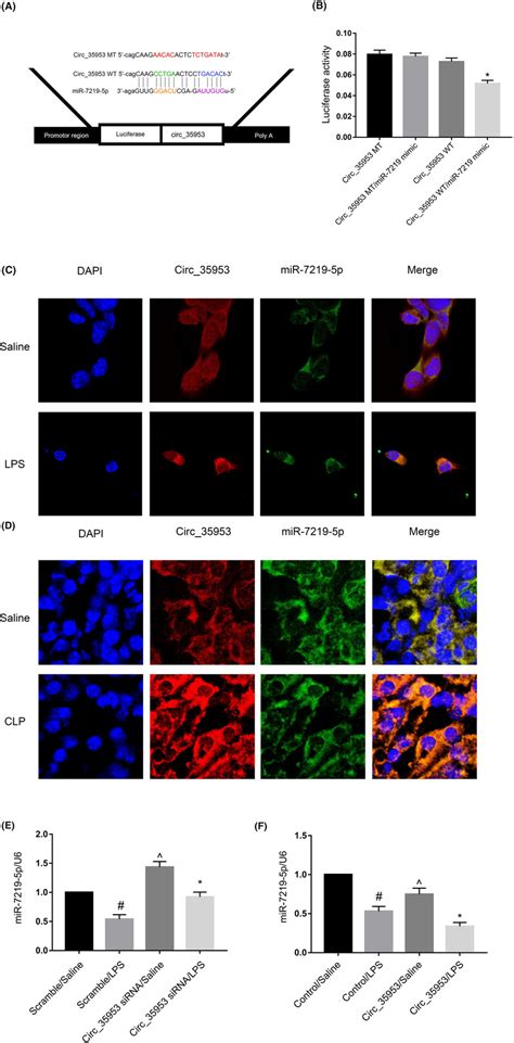 circ 35953 directly binds to mir‐7219‐5p a sequence alignment