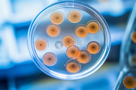 细胞培养样品高清图片下载 正版图片600378185 摄图网