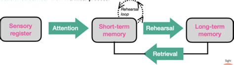 Topic Multi Store Model Of Memory MSM Flashcards Quizlet