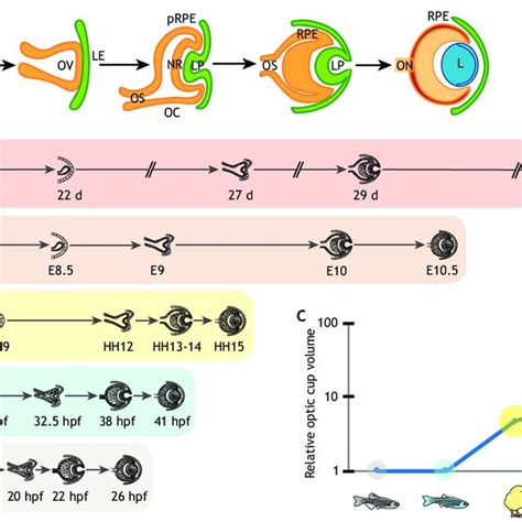 Schematic Representation Of Vertebrate Eye Morphogenesis According To A
