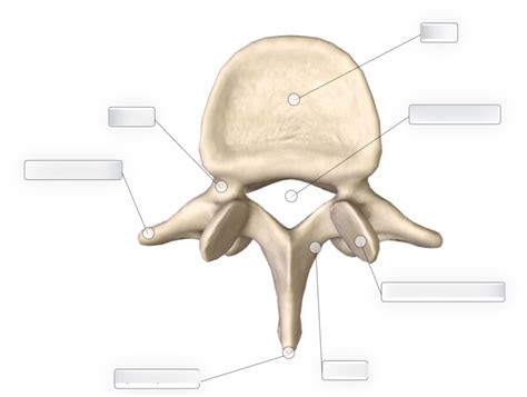 Typical Vertebra Diagram Quizlet
