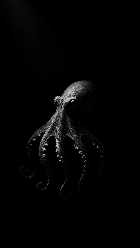 Black And White Octopus Images Free Photos Png Stickers Wallpapers