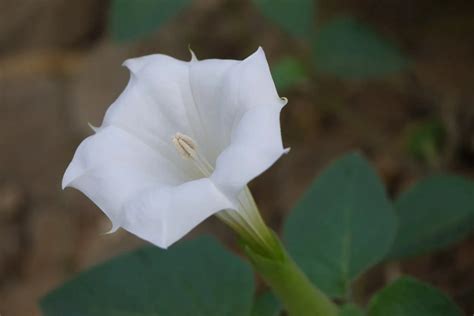 6 невероятно ядовитых растений которые лучше выкинуть из дома если жизнь дорога