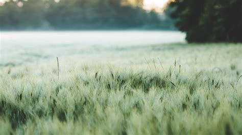 7 Cover Crops For Weed Suppression That Farmers Swear By Farmstandapp