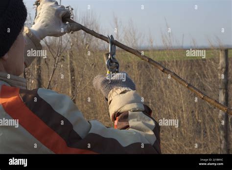 Spring Pruning Of Trees With Pruning Shears Woman Pruning Tree Branches Stock Photo Alamy