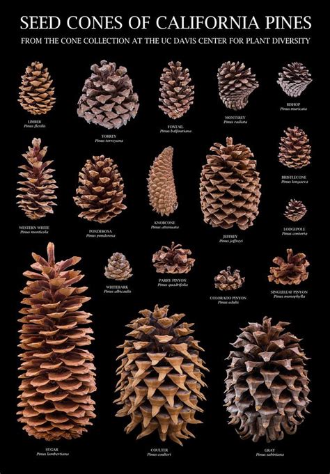 Pine Cone Identification Guide