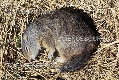 Hibernating Squirrel