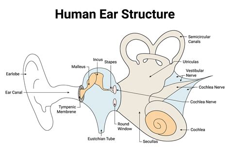 Human Ear Structure Science Design Graphic By Hamjaiu Creative Fabrica