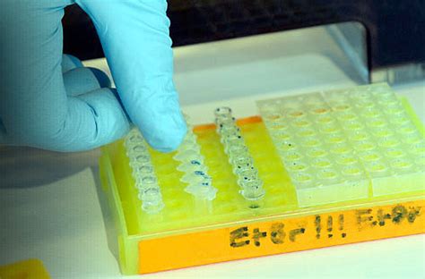 Exploratorium Evidence Extracting DNA From Neanderthal Bones