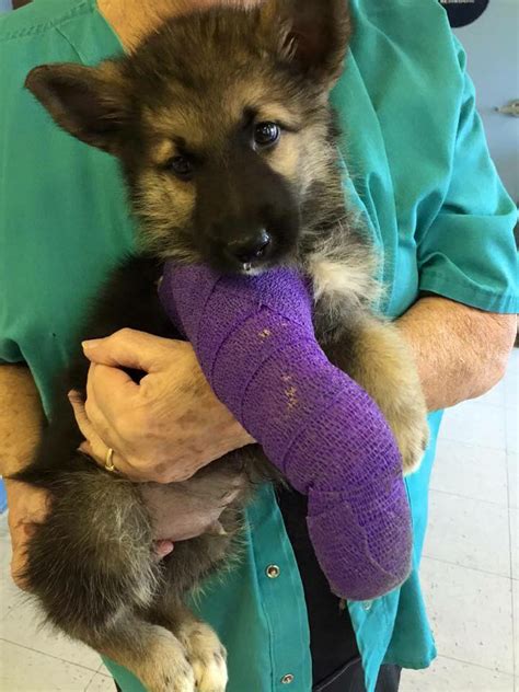 Josh And His Critters Mojave Ca