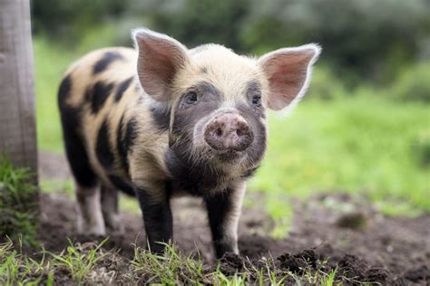 Domestic Pig Two Hd Wallpaper Rare Gallery
