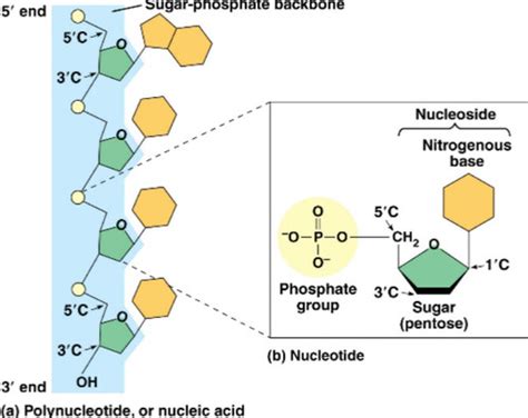 Chapter 2 6 Structure Of DNA And RNA Flashcards Quizlet