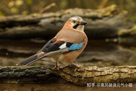欧洲常见鸟类图鉴 欧亚松鸦 知乎