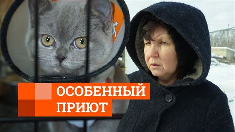 Приют для животных инвалидов E1ru Youtube