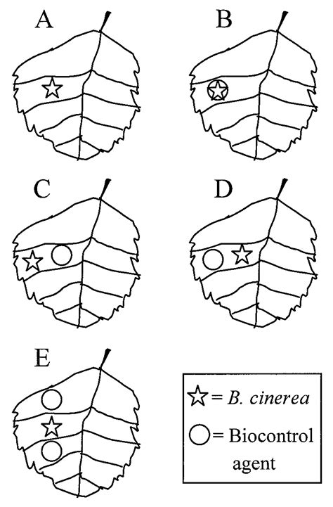 Layout Of The Experiments Conducted To Evaluate The Spatial Effects Of