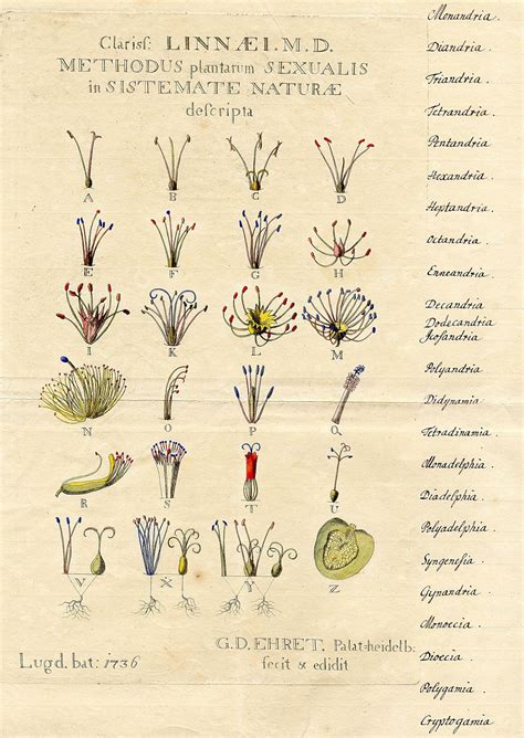 Plant Evolution And Taxonomy Botanical Art And Artists