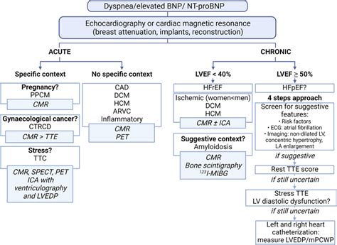Proposed Diagnostic Algorithm For Women With Suspected Heart