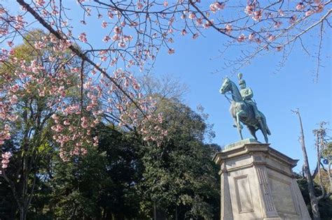 上野恩賜公園の小松宮彰仁親王像そばの寒桜 2025年の見頃は 歩いてみたブログ