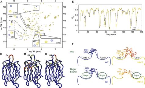 Solution Nmr Spectroscopy And Molecular Dynamics Simulations Reveal