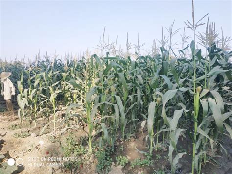 မြို့သစ်မြို့နယ်တွင် ပြောင်းဖူးစျေးကောင်းလာသဖြင့် စိုက်ပျိုးသူပိုမိုစိုက်ပျိုး Information And