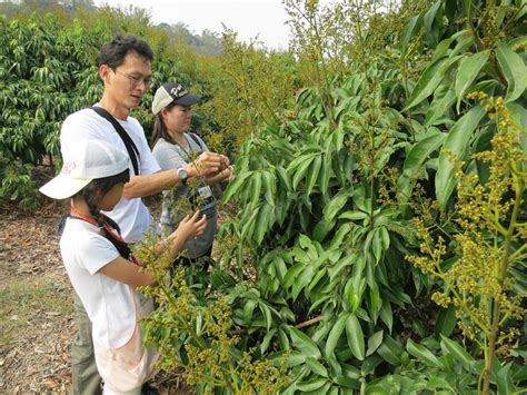 荔枝疏花机 荔枝疏花机器 荔枝电动疏花机 大山谷图库