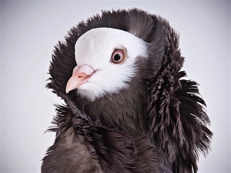 Old Dutch Capuchine Fancy Pigeon Bin3aiah World