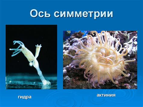 Презентация презентация онлайн