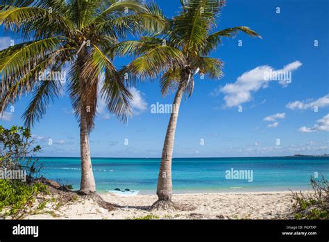 Caribbean Bahamas Providence Island Nassau Palm Trees On Sandyport