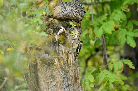 곤충을 찾는 큰점박이딱따구리가 나무 줄기에 앉아 있습니다 자연 서식지 루마니아의 딱따구리 덴드로코포스 전공 0명에 대한 스톡 사진 및 기타 이미지 Istock