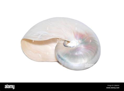 Image Of Pearl Shell Of A Nautilus Pompilius On A White Background Sea