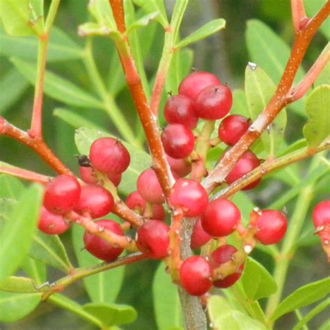 Mastic Interesting Facts And Properties Veggies Info