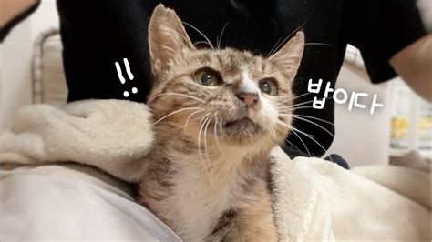 기적을 바라진 않아요 그저 곁에서 힘이 되어주고 싶을 뿐 고양이 밥주는 남자의 브이로그 Vlog Youtube