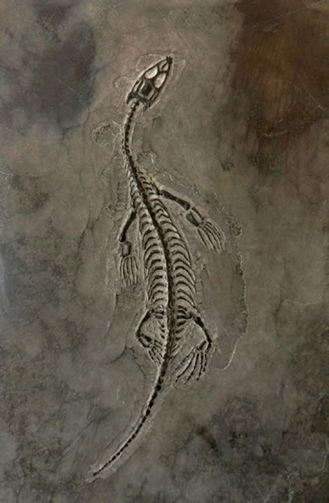 Fossil Drawing Ideas